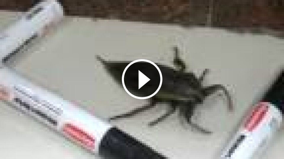 Veľký chrobák - Mojevideo