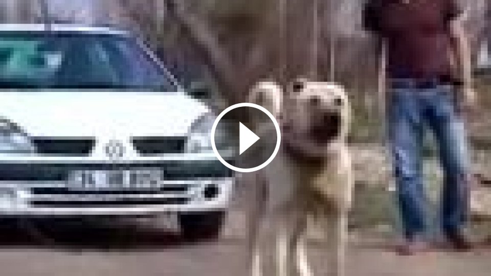 Kangal - Mojevideo