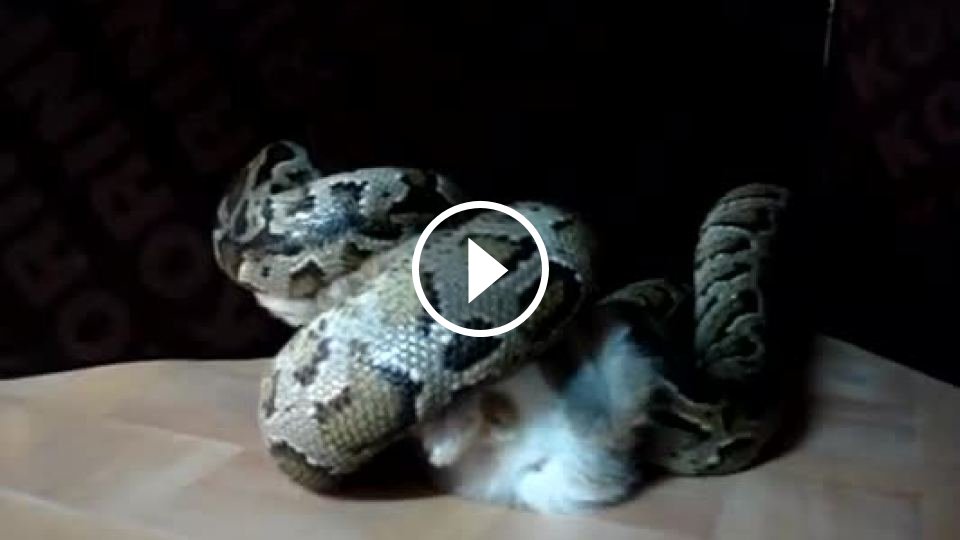 Python Vs Zajac Mojevideo 
