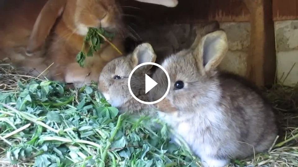 Malé zajačiky - Mojevideo