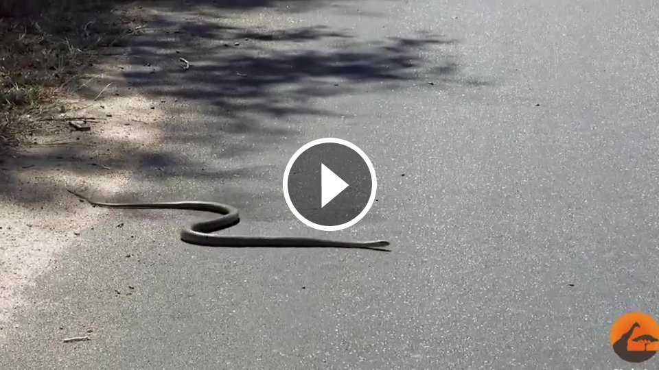 Ako chcela mamba prejsť cez cestu - Mojevideo