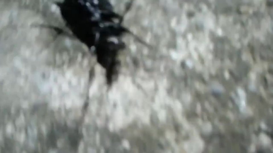 Chrobak Ktory pocuva - Mojevideo