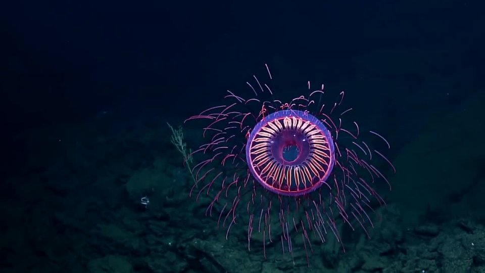 Hlbinná medúza Halitrephes maasi - Mojevideo