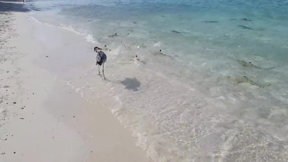 Potravinový reťazec v priamom prenose (Maledivy) - Mojevideo