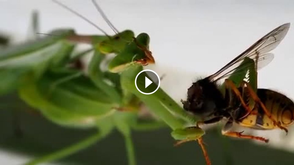 Samec modlivky si užil a prežil vďaka ose - Mojevideo