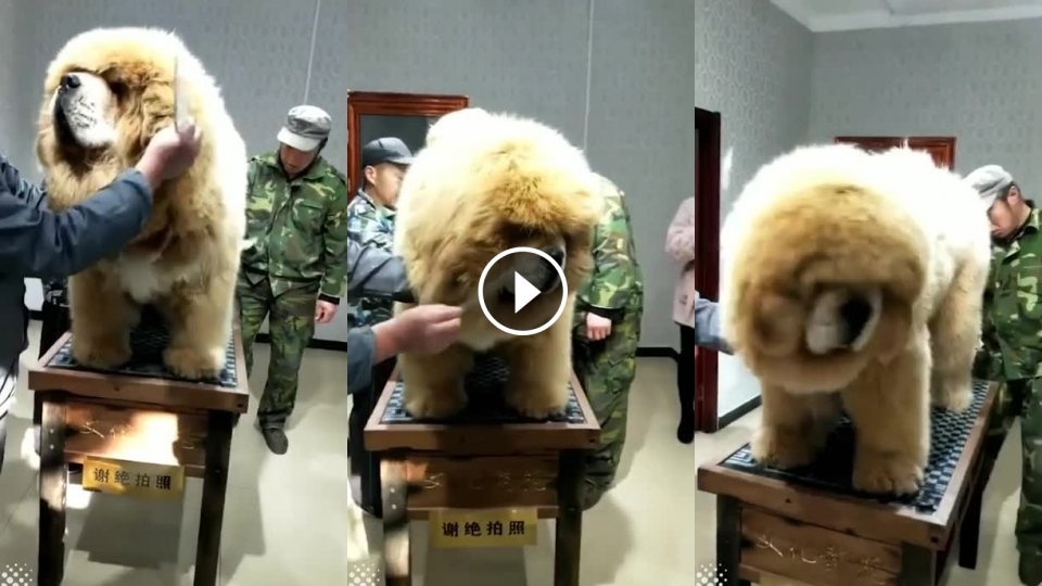 Tibetská doga - plemeno staré 4000 rokov - Mojevideo