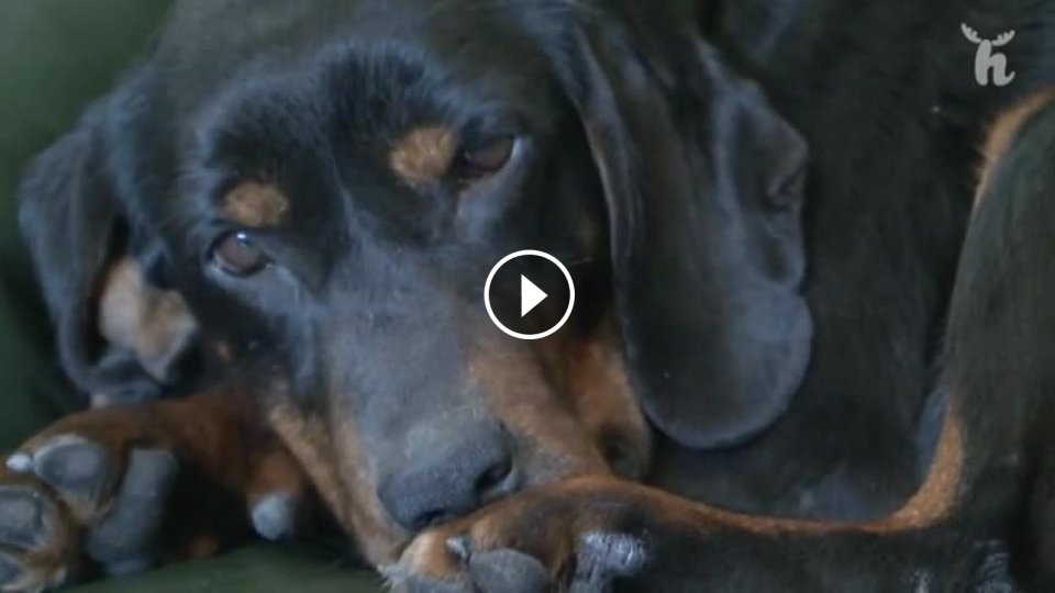 Slovenský kopov, rodinný pes - Mojevideo