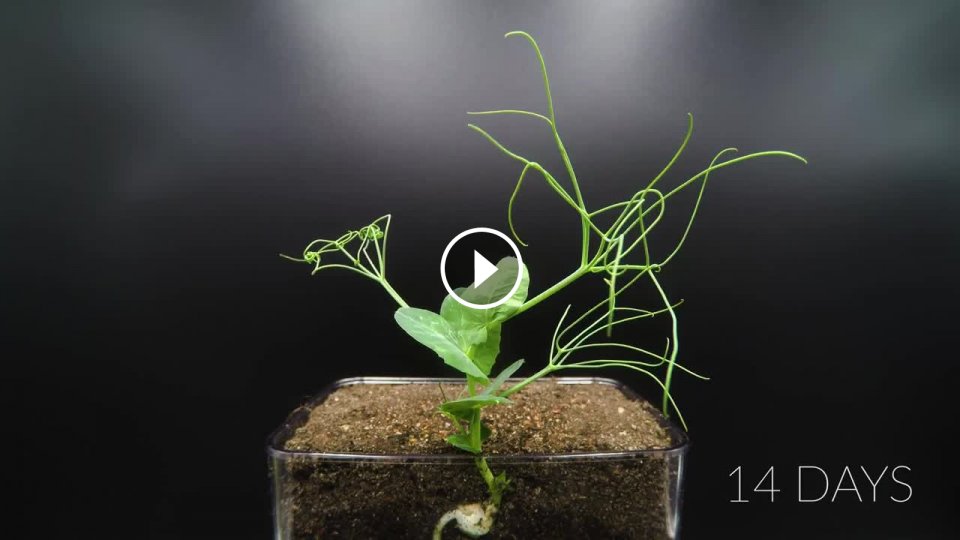 Ako rastie hrášok (timelapse 37 dní) - Mojevideo