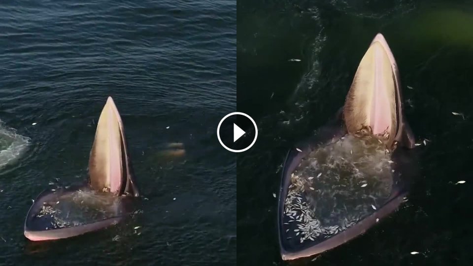 Vráskavec Brydeov loví ryby (Thajský záliv) - Mojevideo