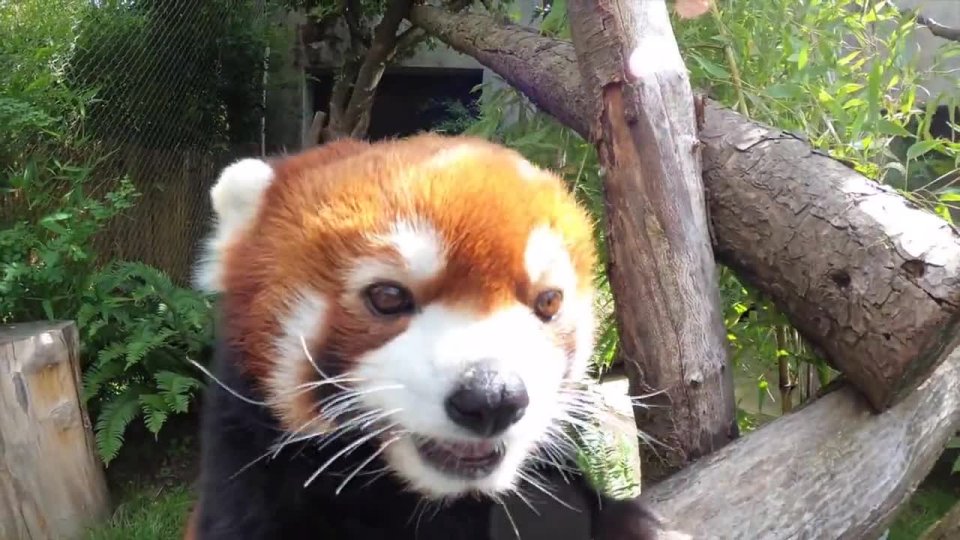 Večne hladná panda červená - Mojevideo