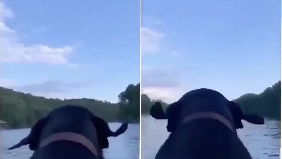 Strýček Fido - Mojevideo