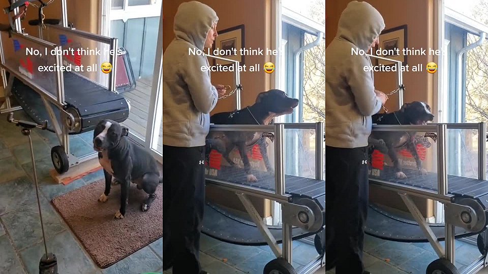 Pitbulteriér Vinny sa hrozne teší na bežecký pás pre psíkov - Mojevideo