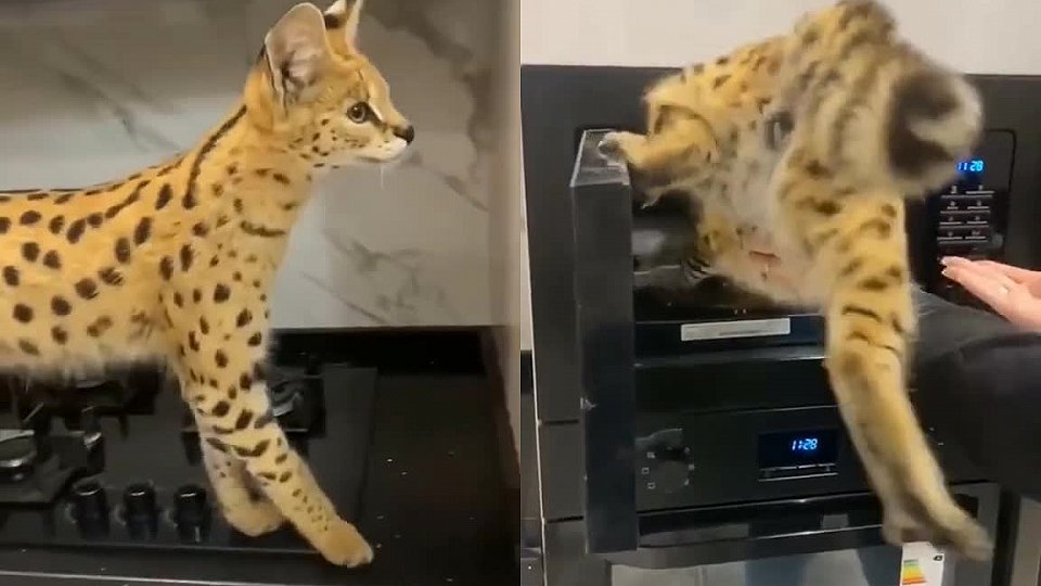 Keď je Mačka savanová hladná, nič ju nezastaví! - Mojevideo