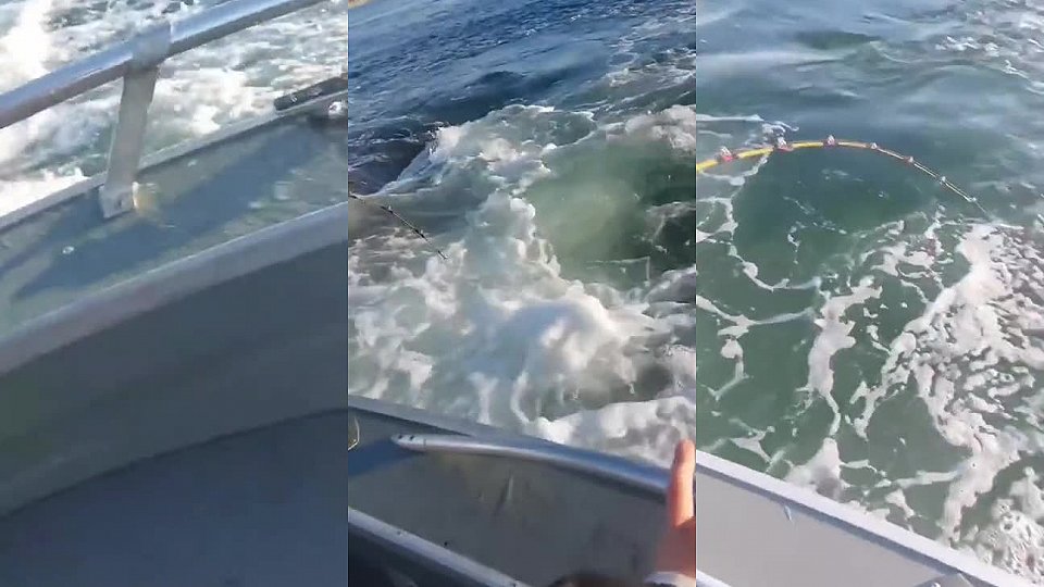 Keď vyskakujú z vody ryby, niečo sa bude diať! - Mojevideo