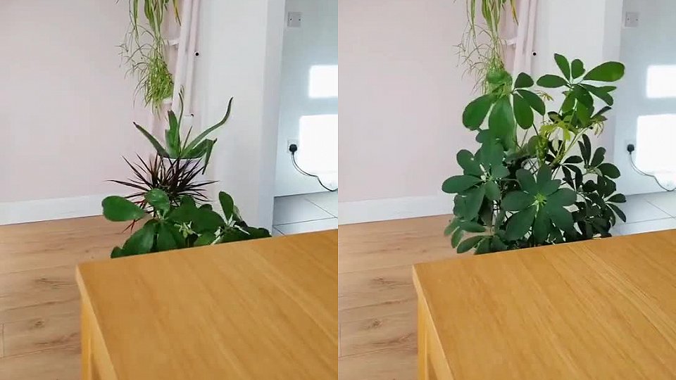 Fascinujúce časozberné video zachytáva rast izbovej rastliny - Mojevideo