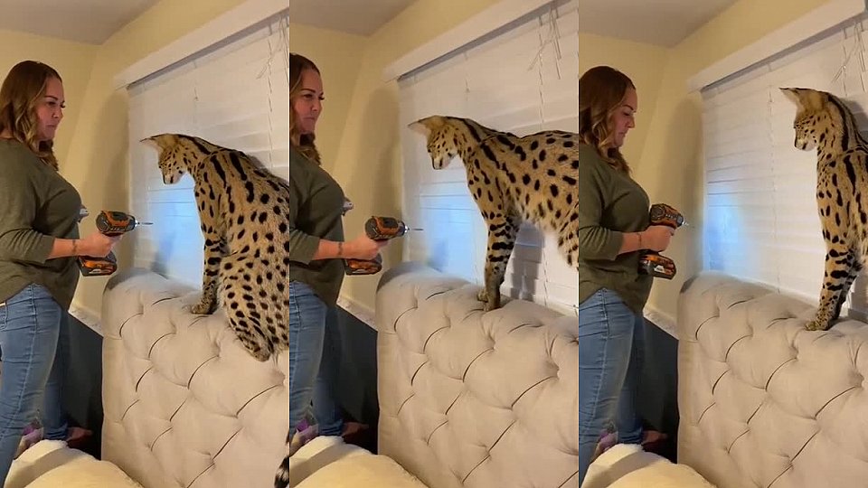 Mačka savanová F1 generácie vs. aku-vŕtačka - Mojevideo