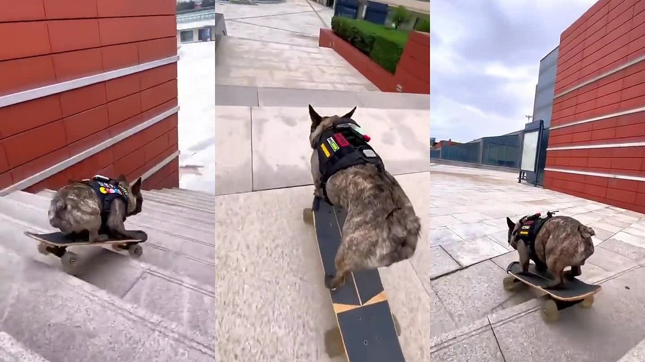 Keď francúzsky buldoček jazdí na skejte lepšie, ako ty ! - Mojevideo