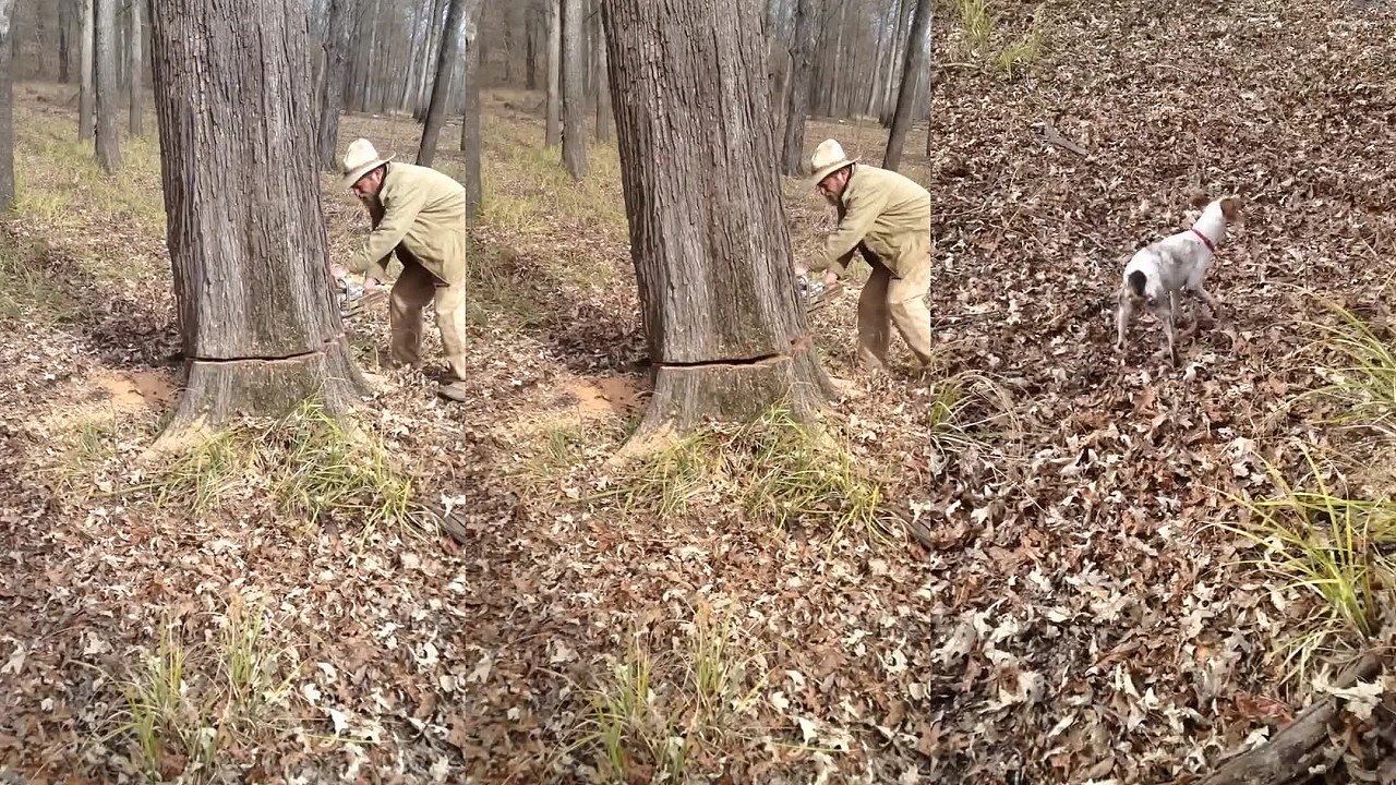 V dutom kmeni veľkého stromu sa skrývalo prekvapenie - Mojevideo
