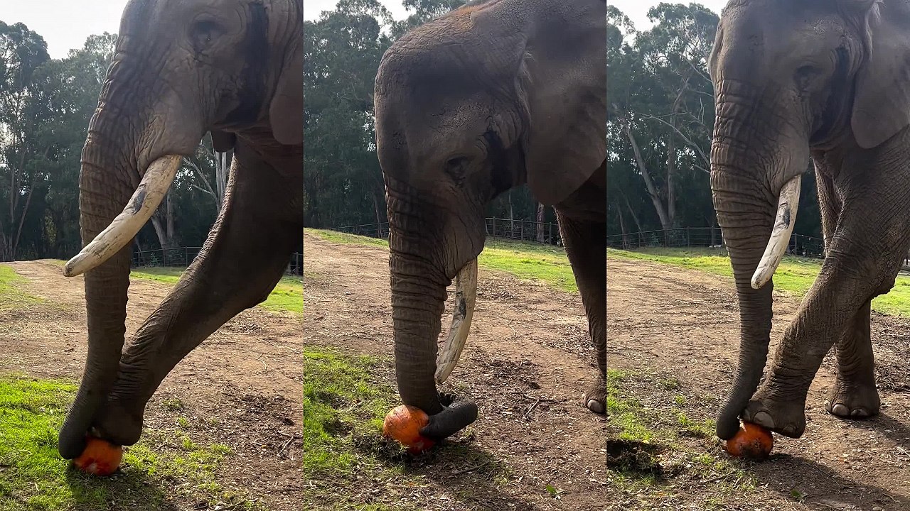 Slonica Elizabeth skúša viaceré metódy, ako prasknúť tvrdú tekvicu ...