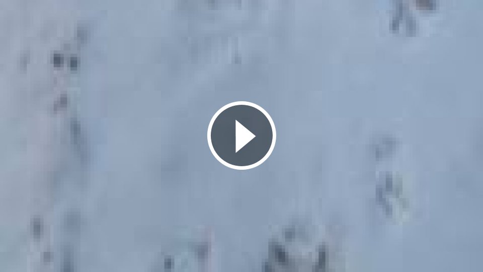 Medvedia stopa - Mojevideo