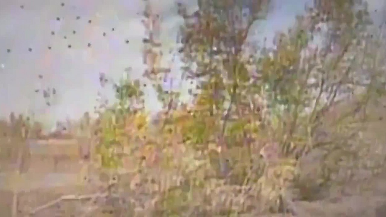 Magyar birds - Mojevideo