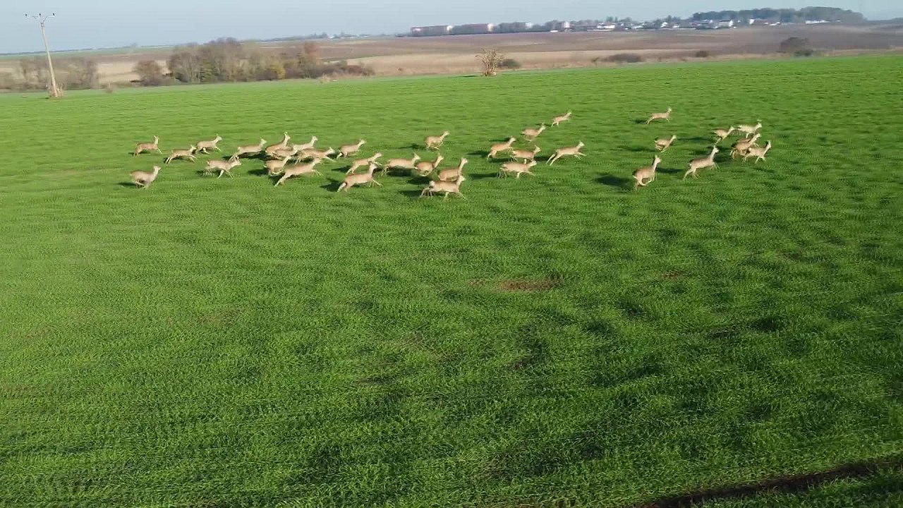 Srnky z dronu - Mojevideo