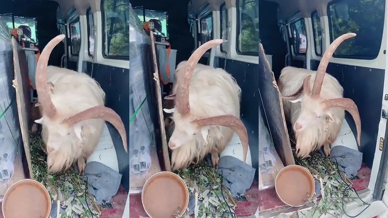 Môže mať cap/koza 3 rohy? Rozhodne áno! - Mojevideo