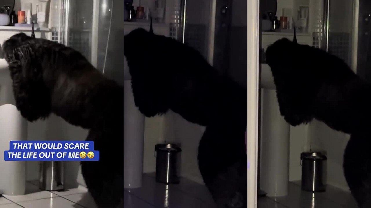 Dobre vidím, ty máš v kúpeľni gorilu? - Mojevideo
