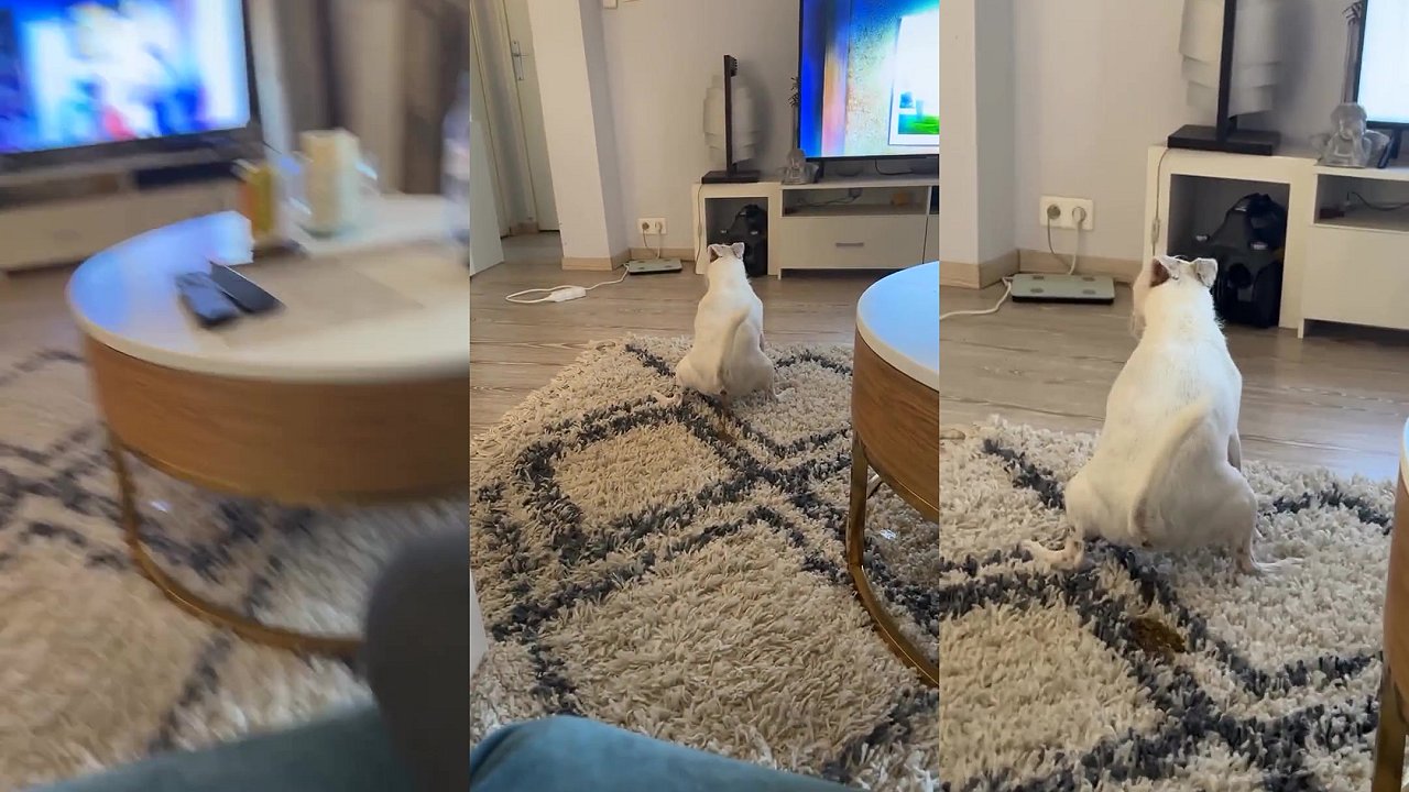 Niečo zo života so psom v byte (NECHUTNÉ) - Mojevideo