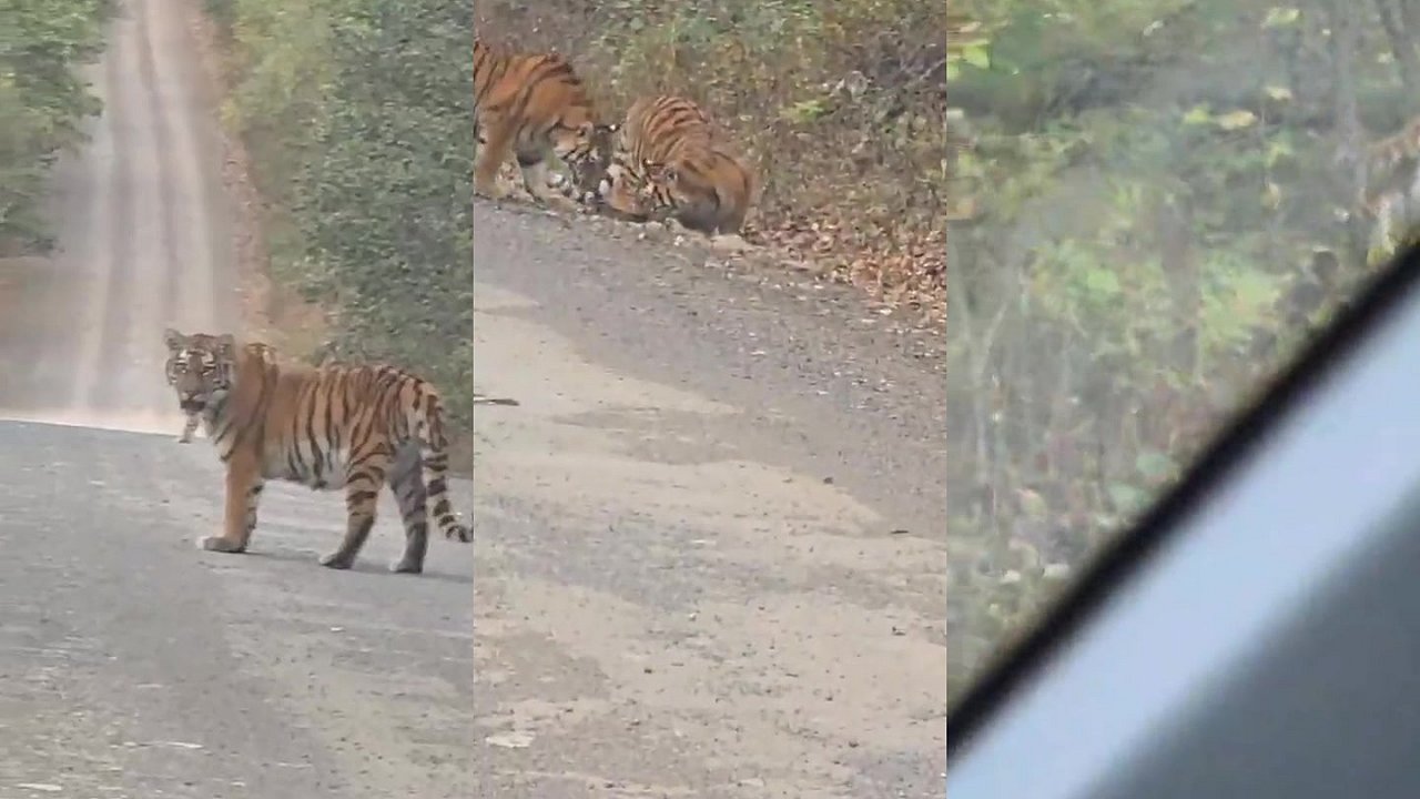 Tygři v Rusku - Mojevideo