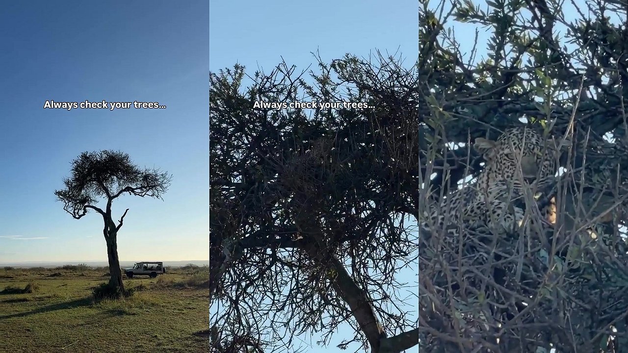 Africké stromy môžu byť celkom nebezpečné - Mojevideo