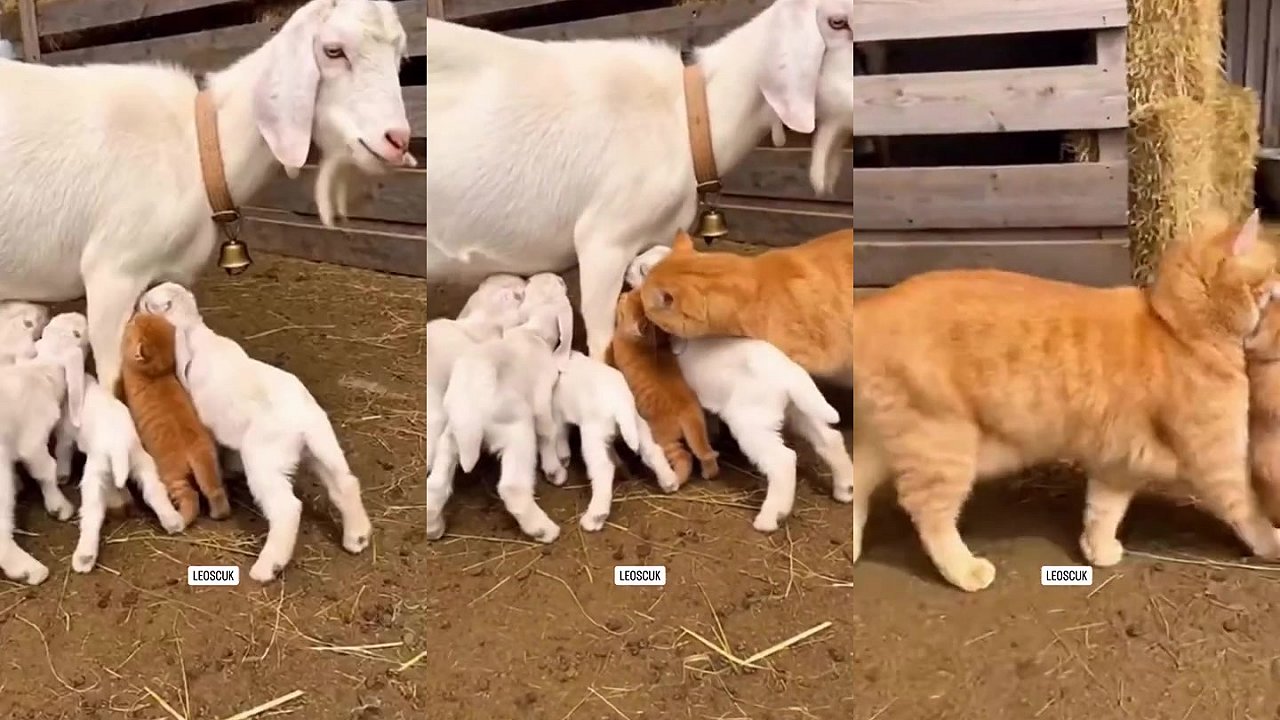 Ty nevieš, kto je tvoja mama? - Mojevideo