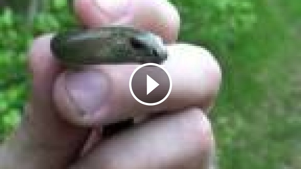 Slepúch lámavý - Anguis fragilis - Mojevideo