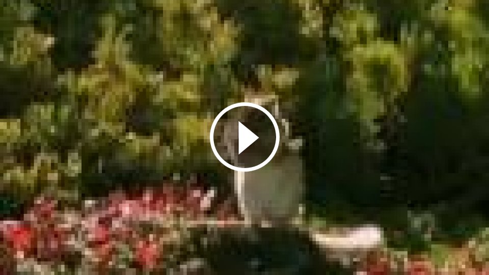 Beatboxing Chipmunk - Mojevideo