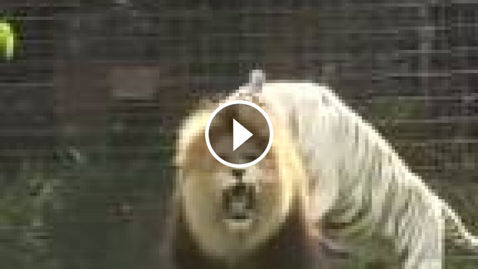 Lev vs. Tiger - Mojevideo