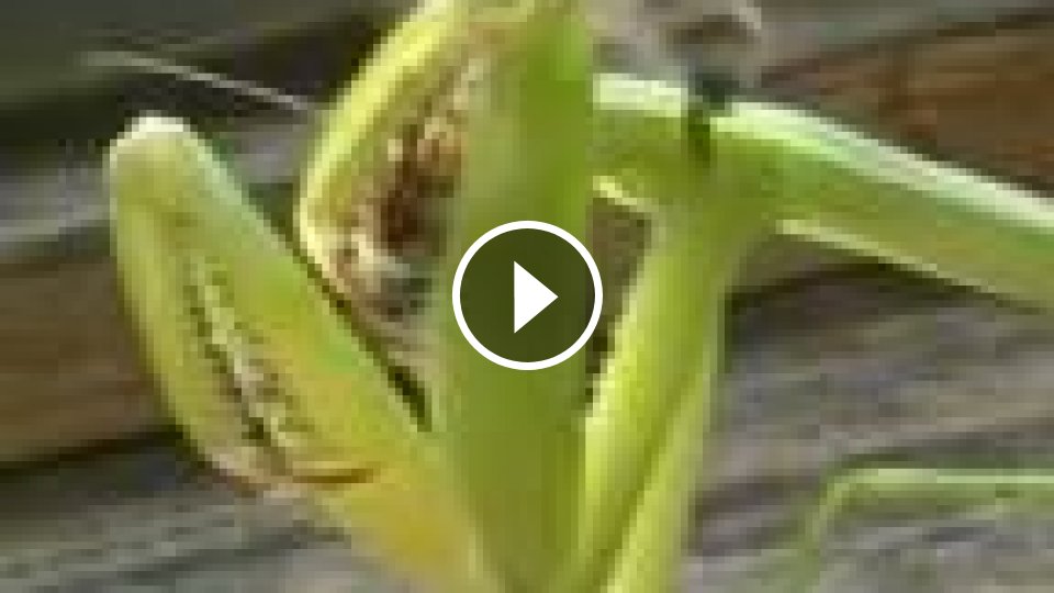 Modlivka vs. včely - Mojevideo