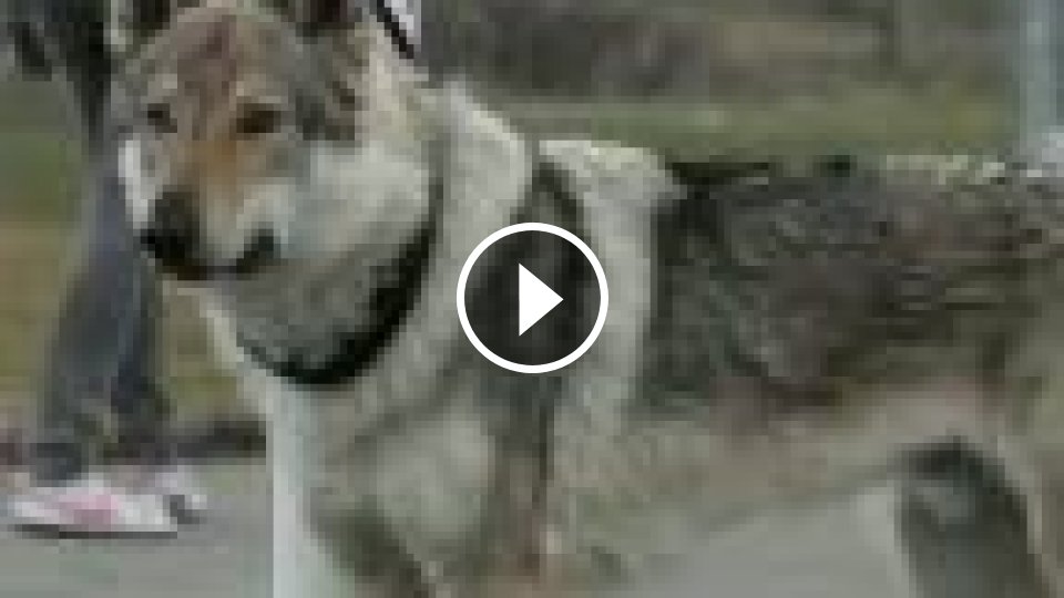 Československý vlčiak - Czechoslovakian wolfdog - Mojevideo